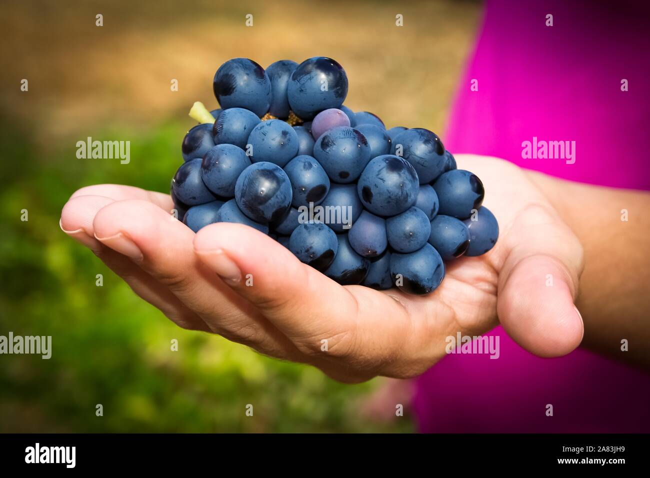 Grapes in Hand Stock Photo - Alamy