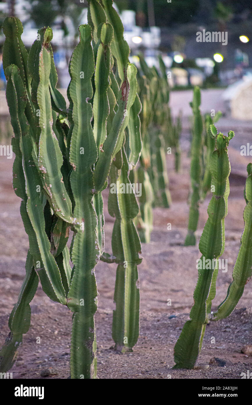 Cactus Plants on a Spanish Beach Stock Photo - Alamy