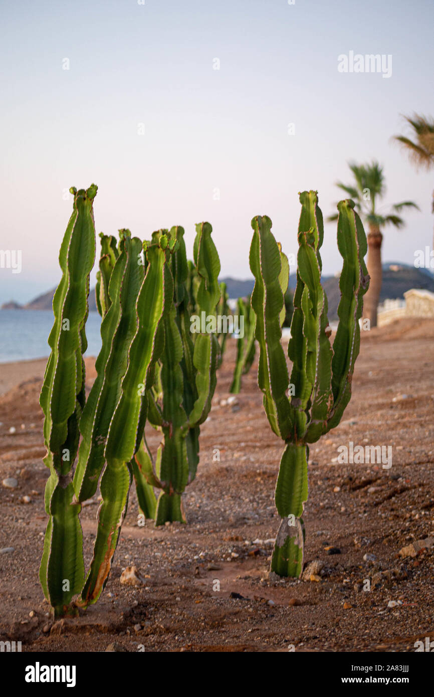 Cactus Plants on a Spanish Beach Stock Photo - Alamy