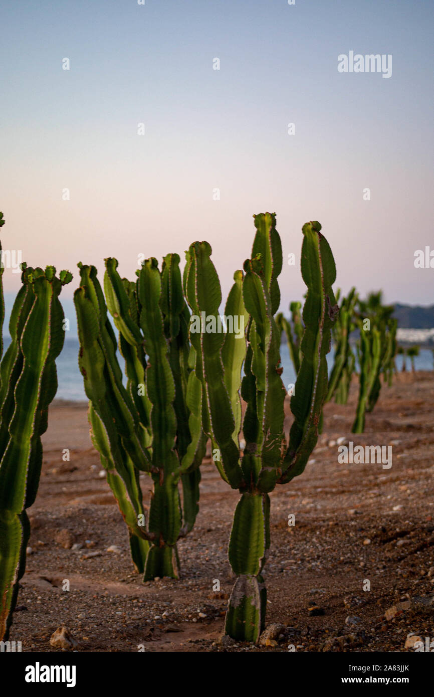 Cactus Plants on a Spanish Beach Stock Photo - Alamy
