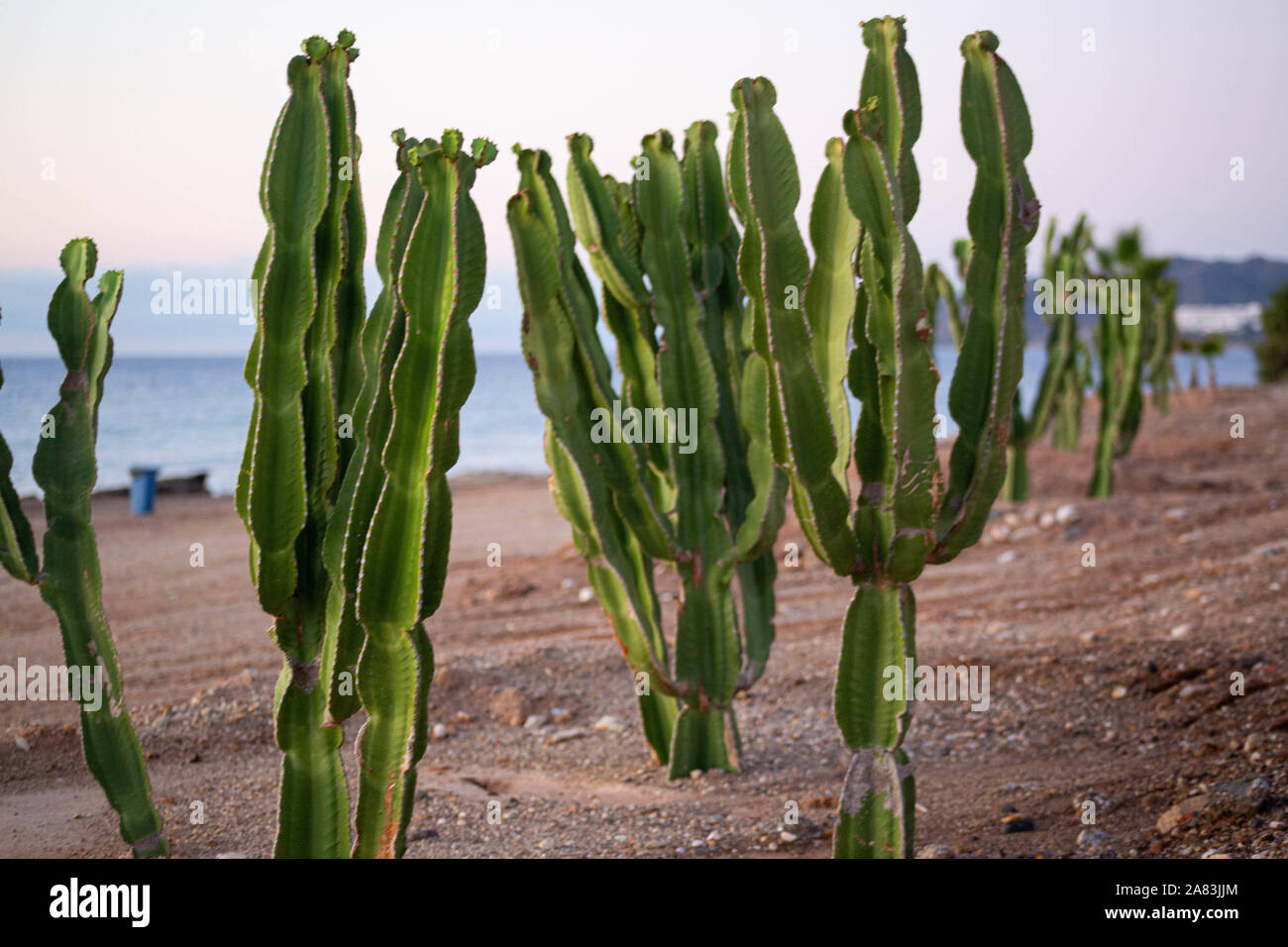 Cactus Plants on a Spanish Beach Stock Photo - Alamy