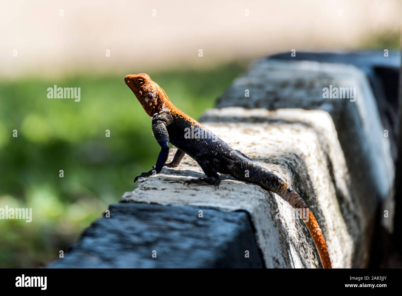 Agamidae, Agama Lizard in Murchison National Park, Uganda, Africa Stock ...