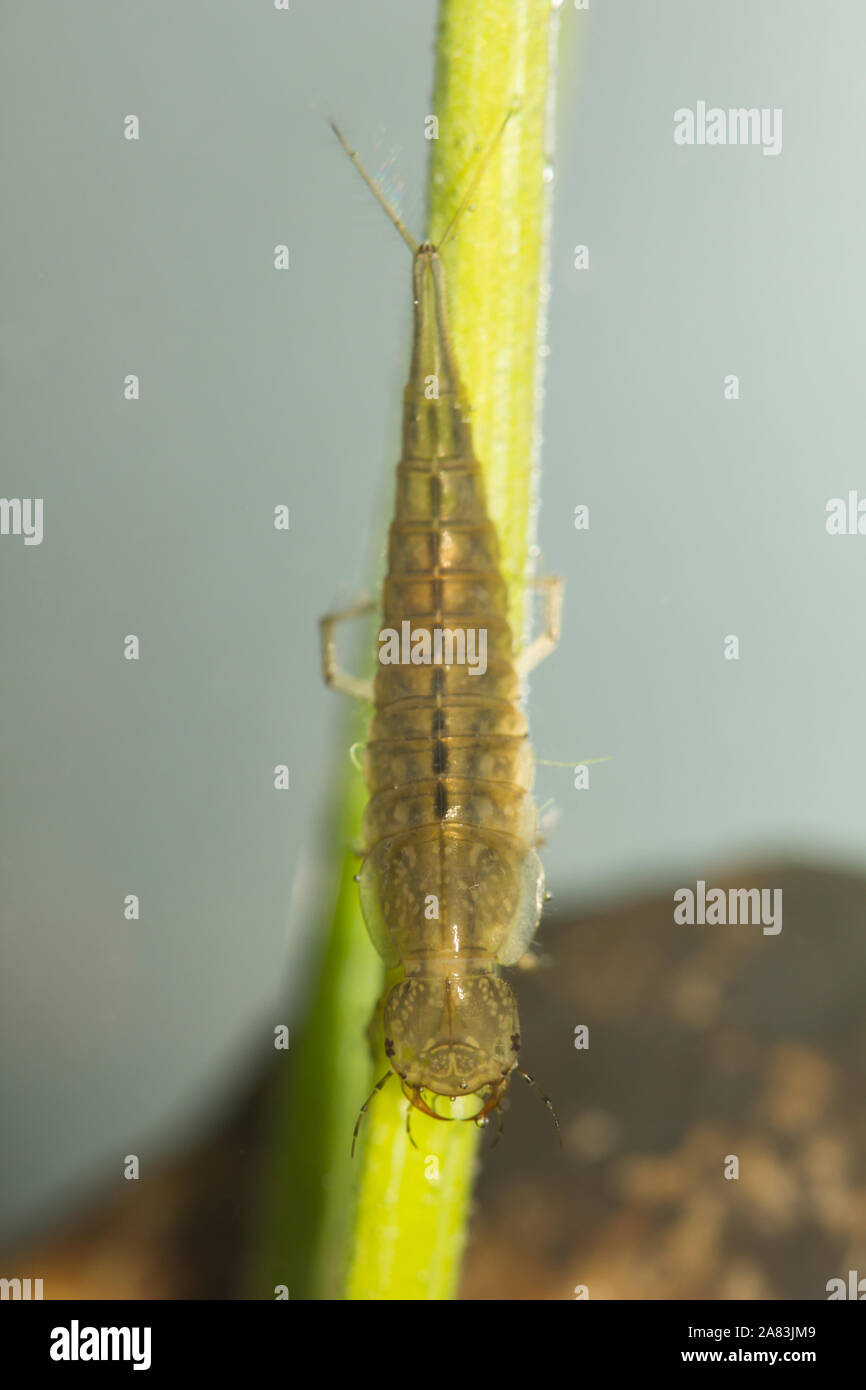 Diving beetle larva Stock Photo - Alamy