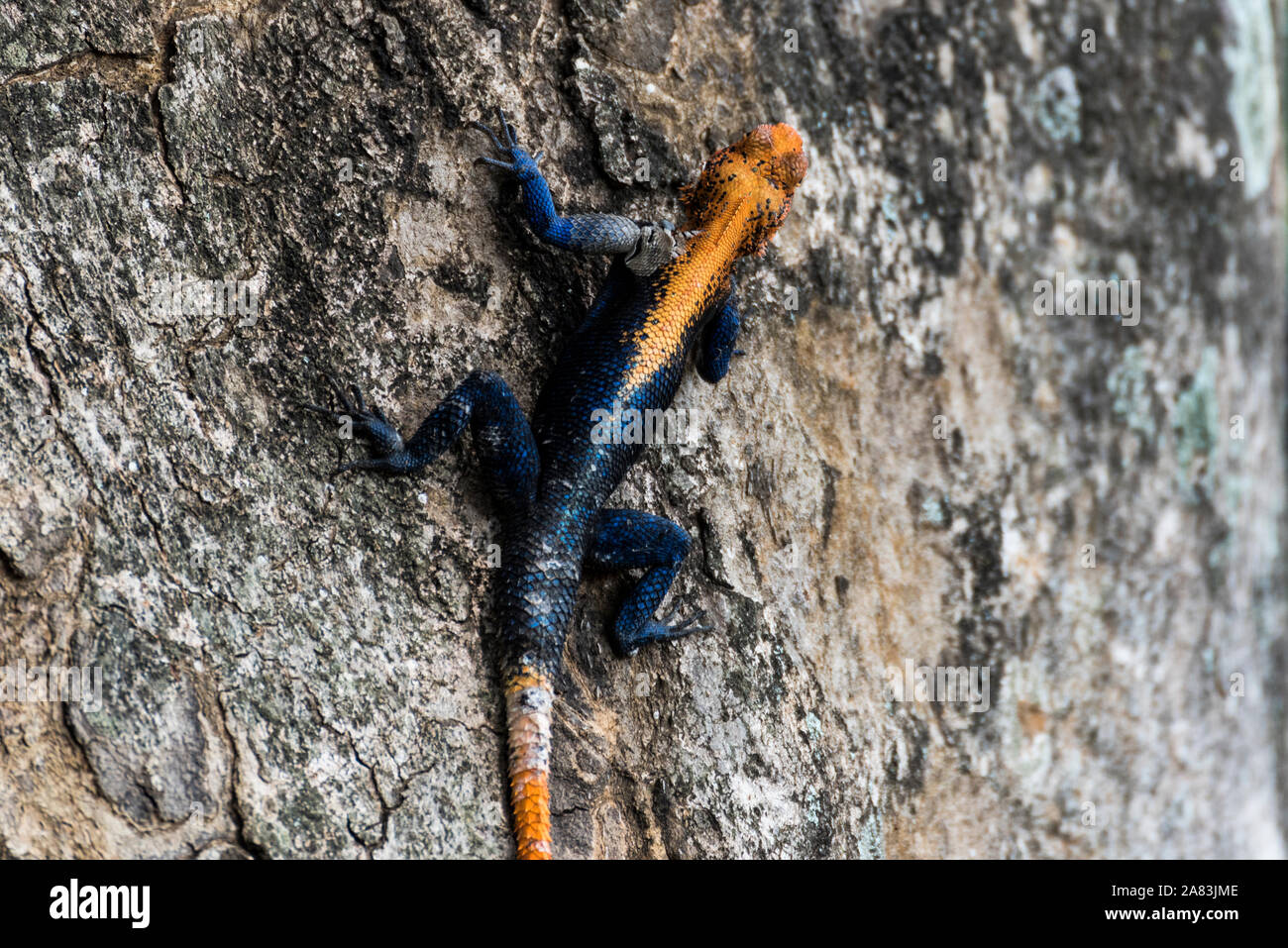Uganda lizards hi-res stock photography and images - Alamy