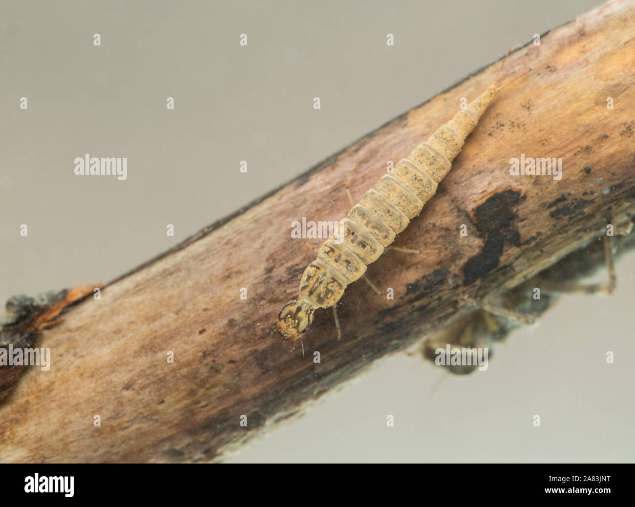 Diving beetle larva Stock Photo - Alamy