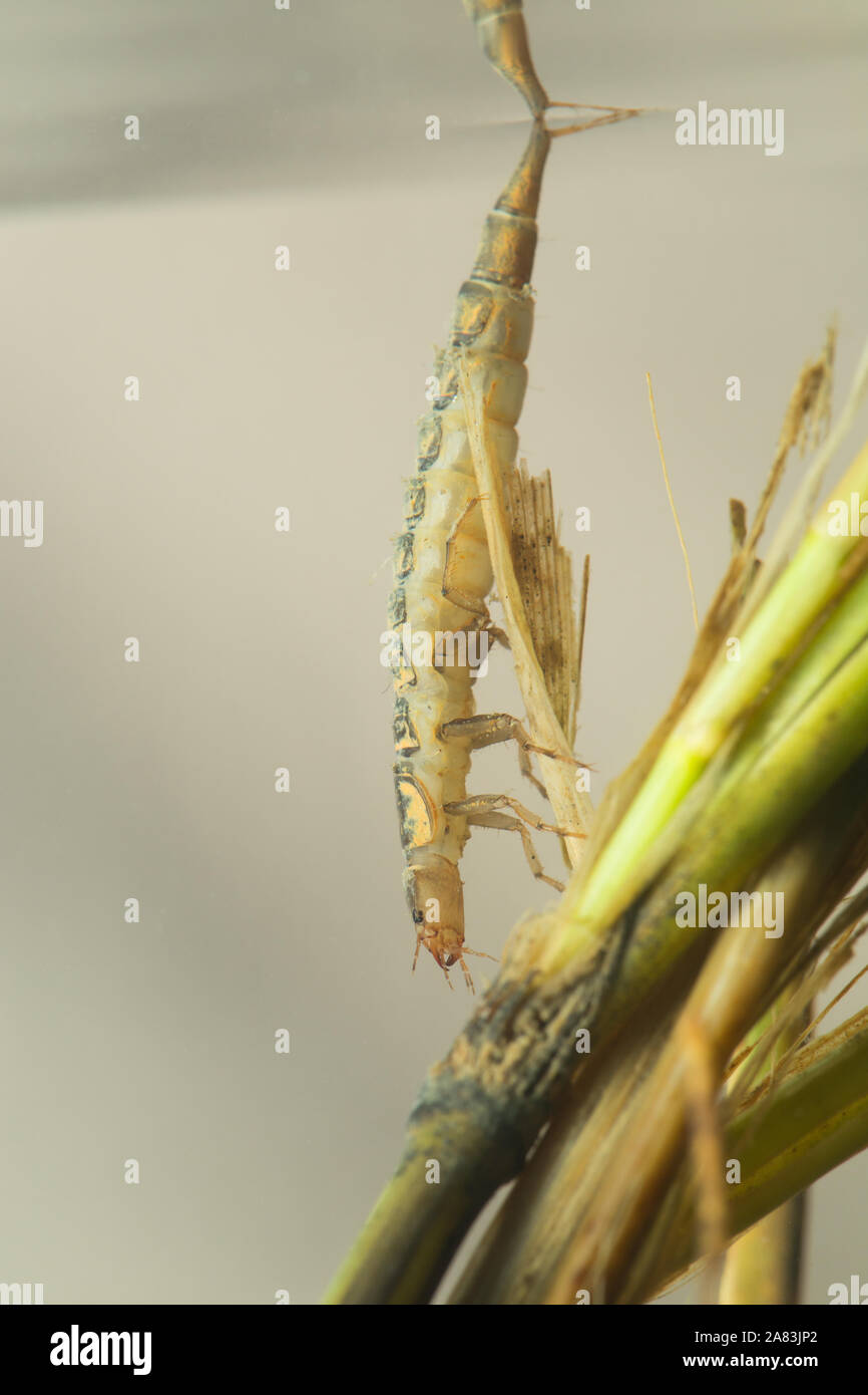 Freshwater beetle larva hi-res stock photography and images - Alamy
