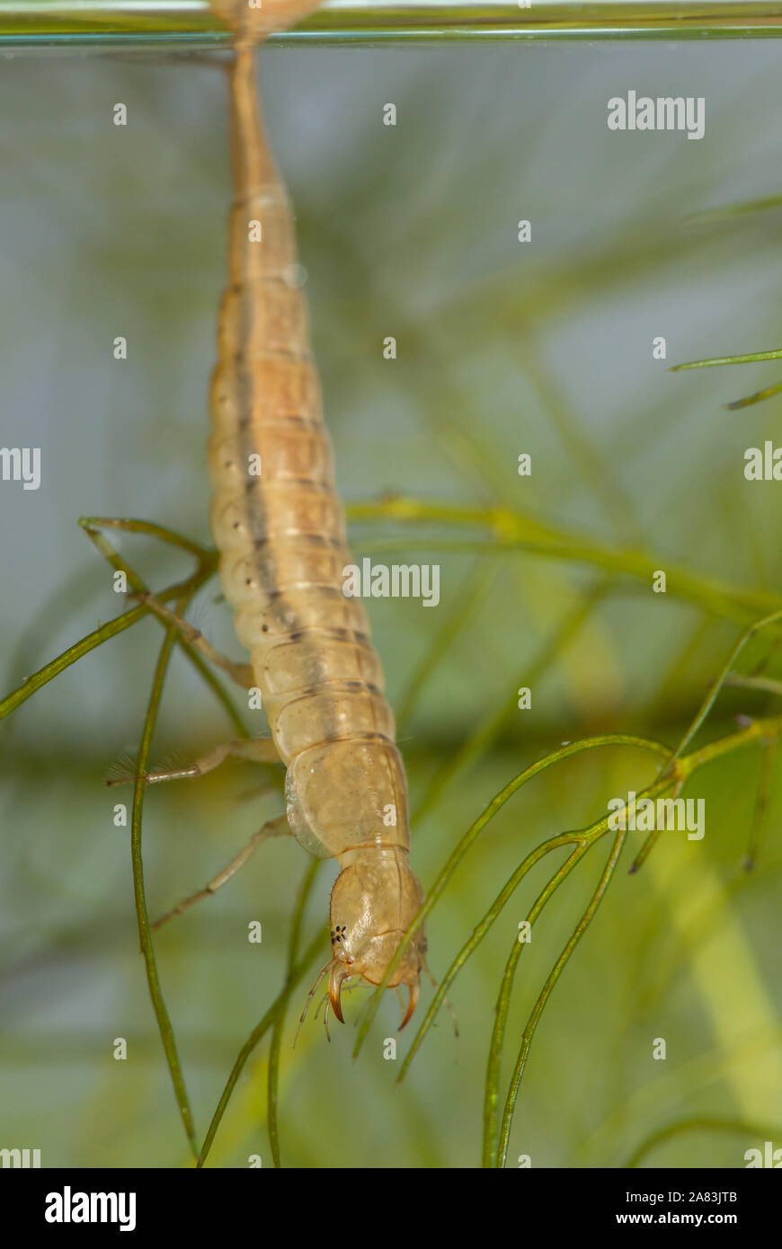 Diving beetle larva Stock Photo - Alamy