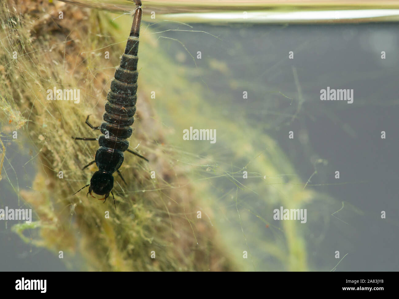 Diving beetle larva Stock Photo - Alamy