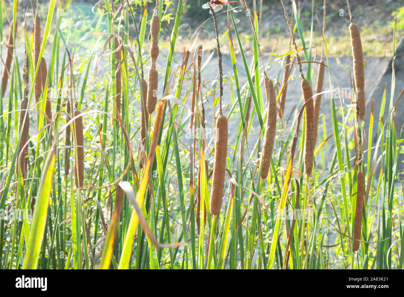 Bullrush Flower High Resolution Stock Photography and Images - Alamy