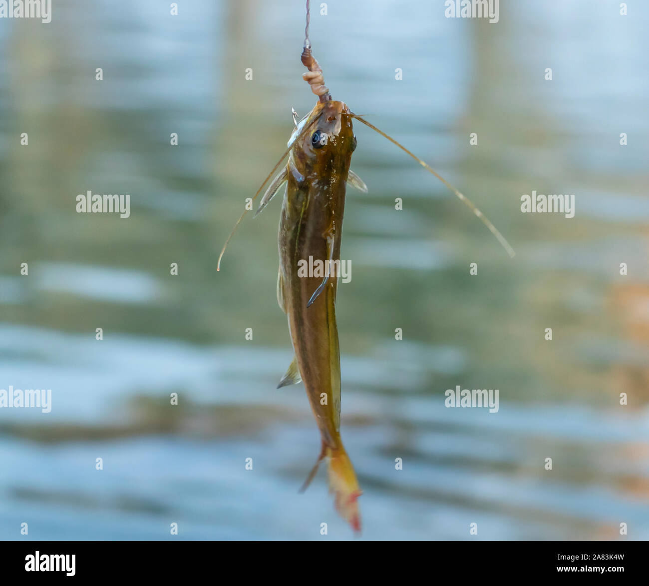 Indian fish hook hi-res stock photography and images - Alamy