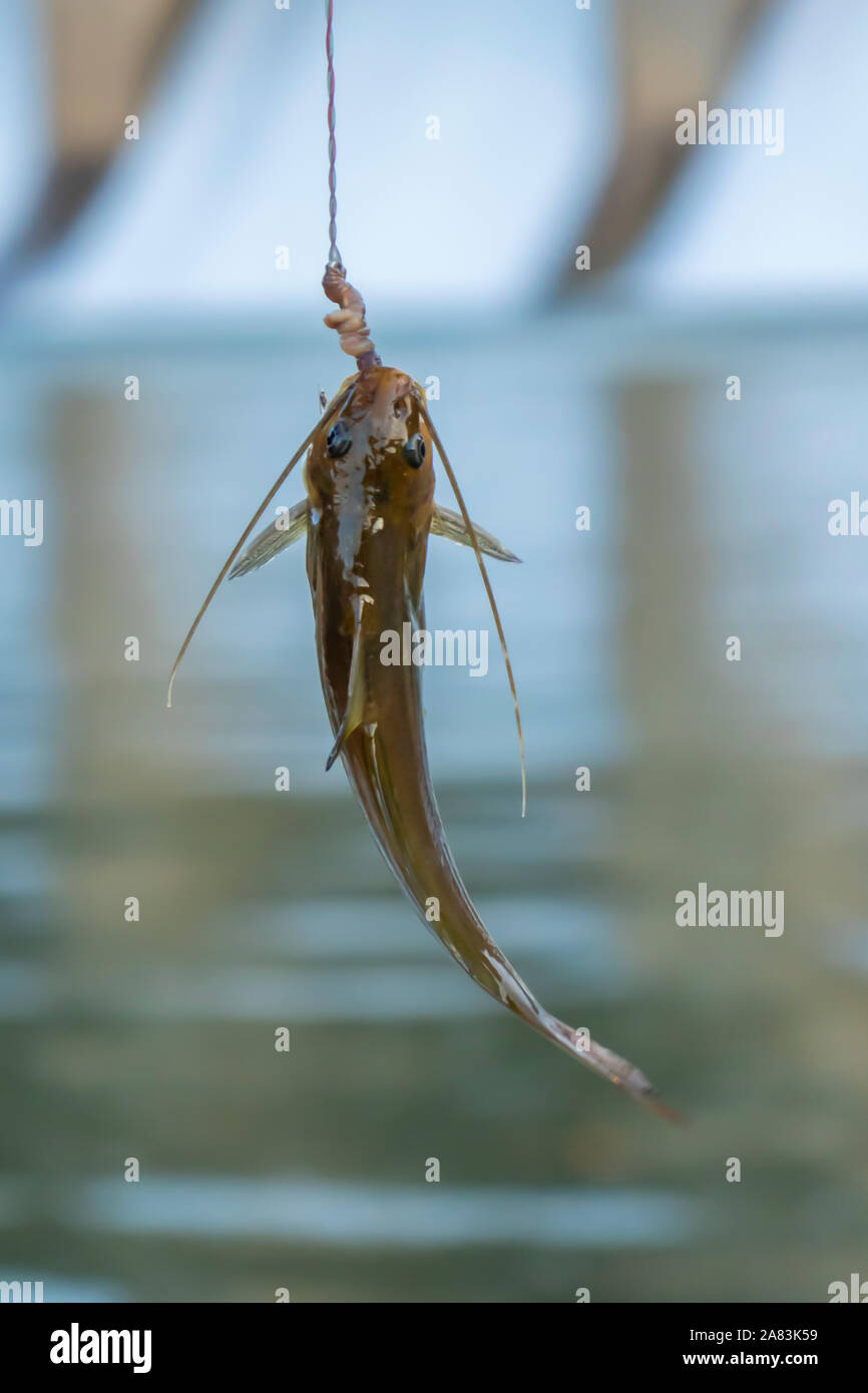 Tribal Cishing Bait And Hook