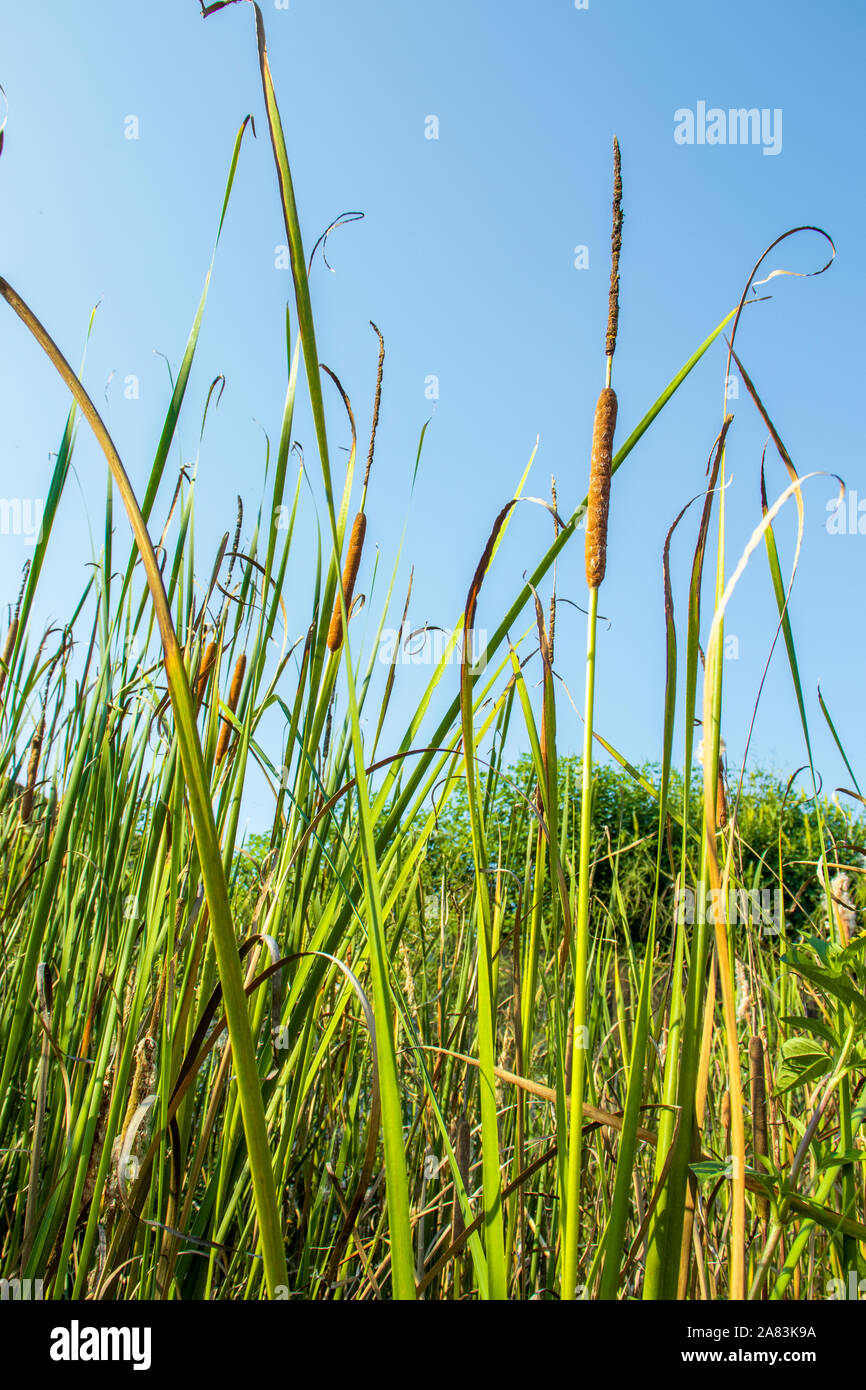 Bull rush hi-res stock photography and images - Alamy