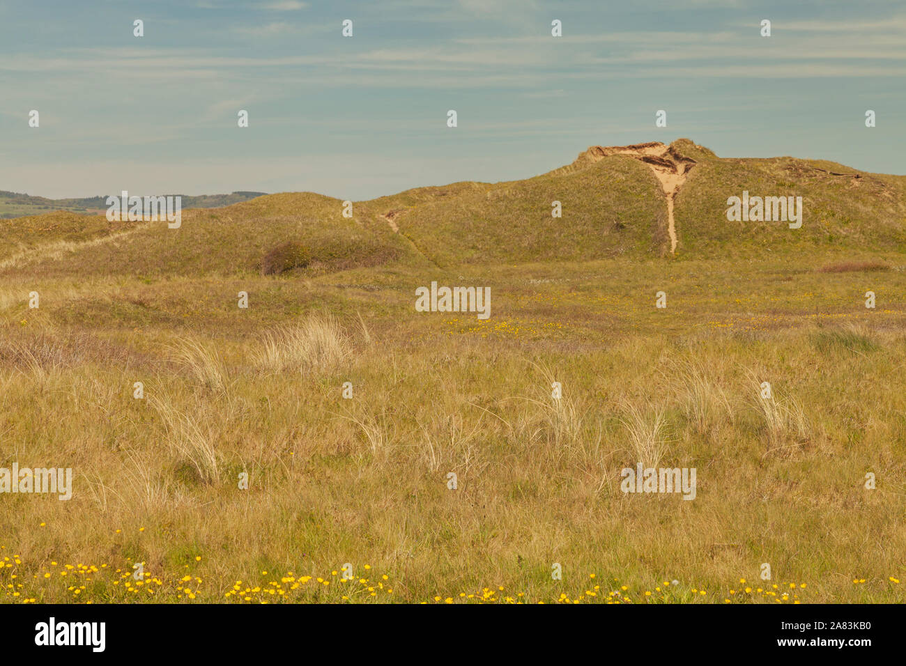 Kenfig National Nature Reserve sand dunes, Ton Kenfig, Bridgend, South ...