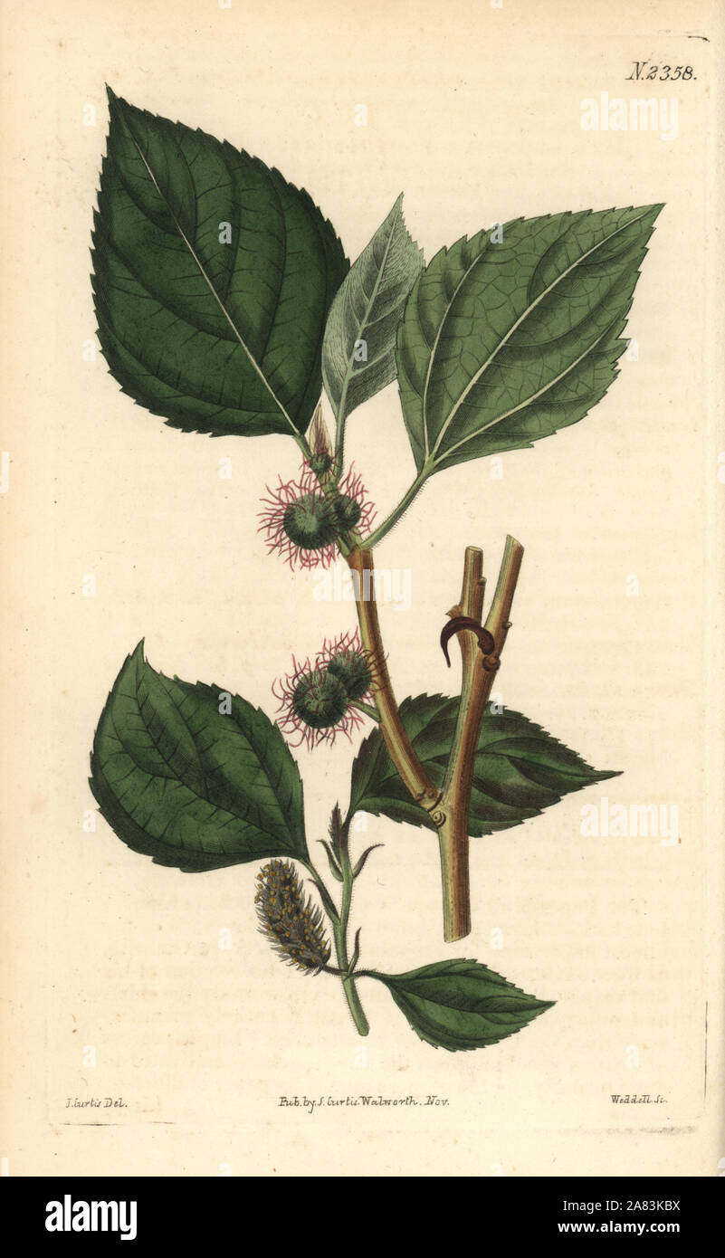 Paper mulberry tree, Broussonetia papyrifera (Morus papyrifera ...