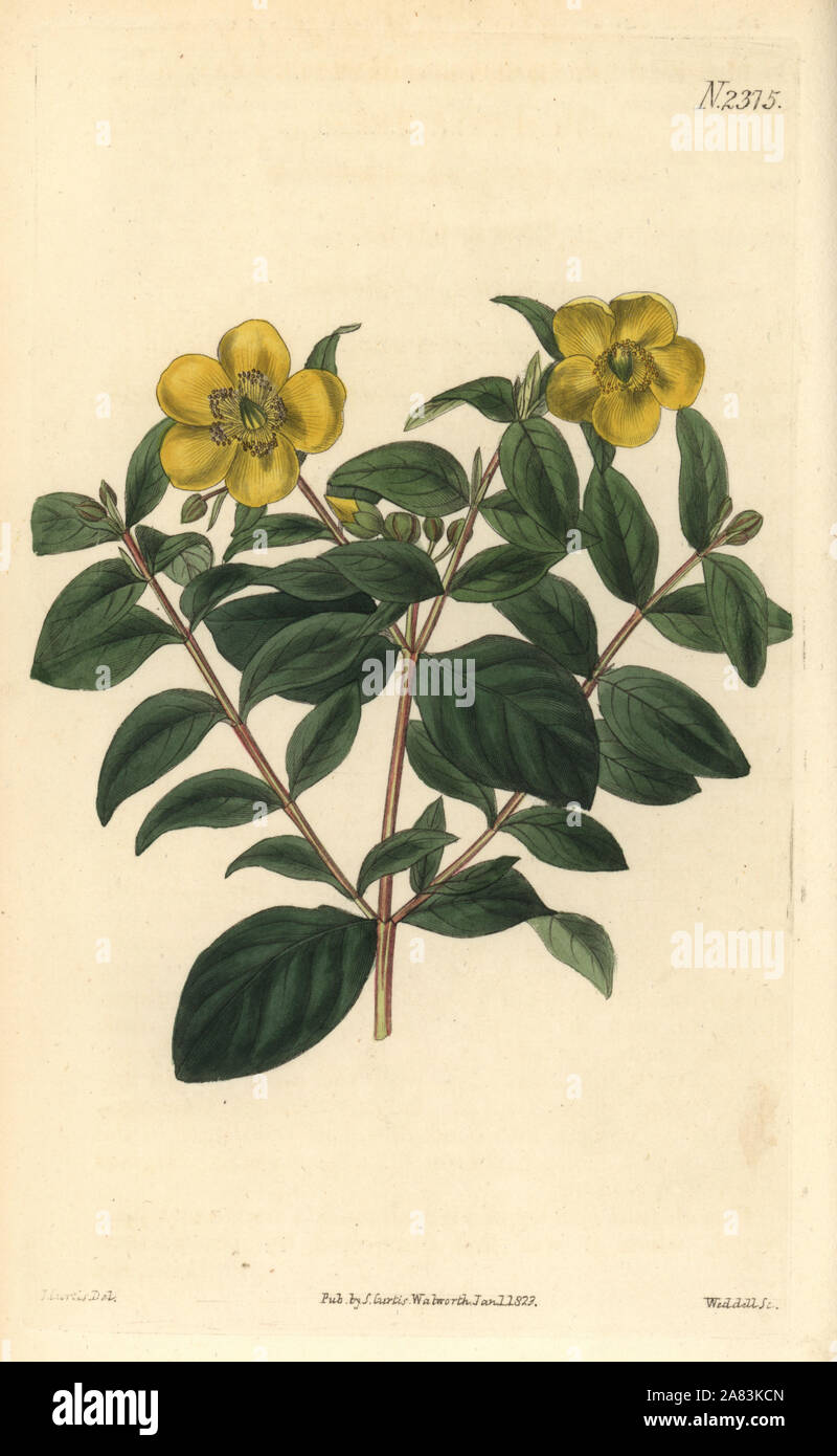 Myrtle-leaved St. John's wort, Hypericum uralum. Handcoloured ...