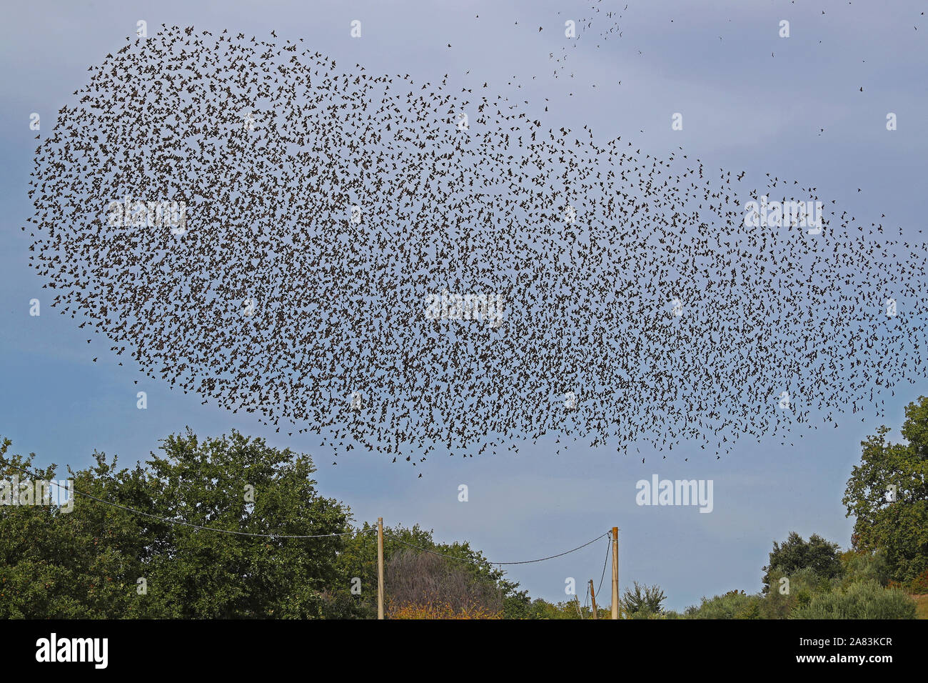 a large flock or murmuration of starlings flocking together and flying ...