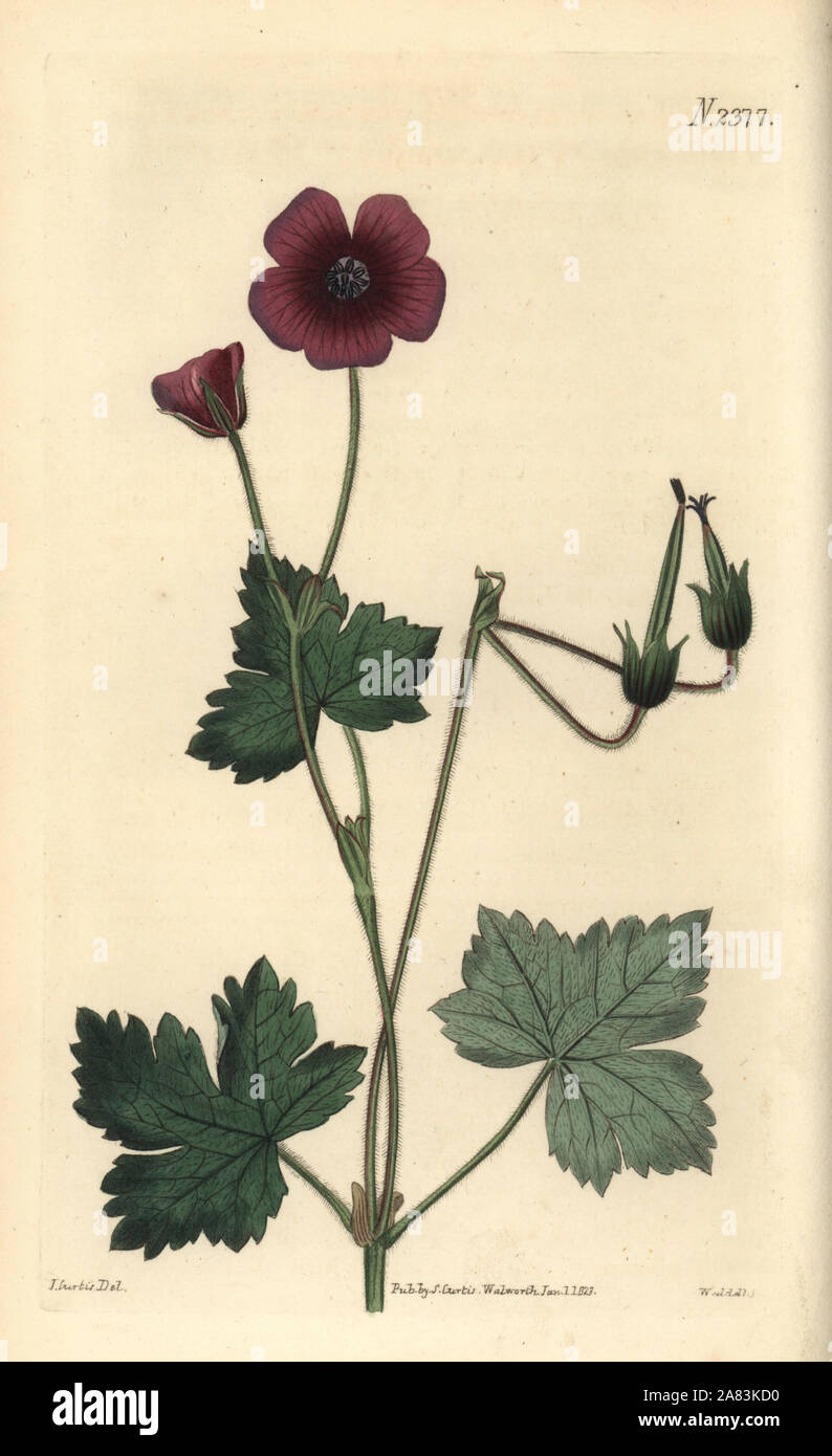 John curtis flower hi-res stock photography and images - Alamy