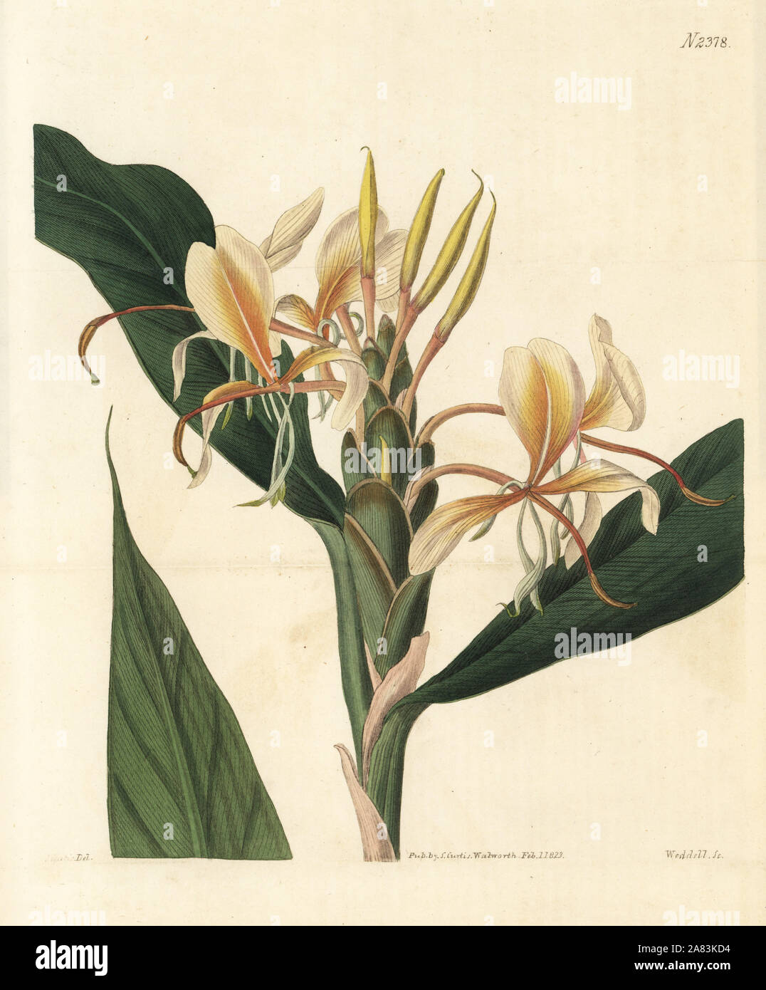 Yellow garland flower, Hedychium flavum. Handcoloured copperplate ...