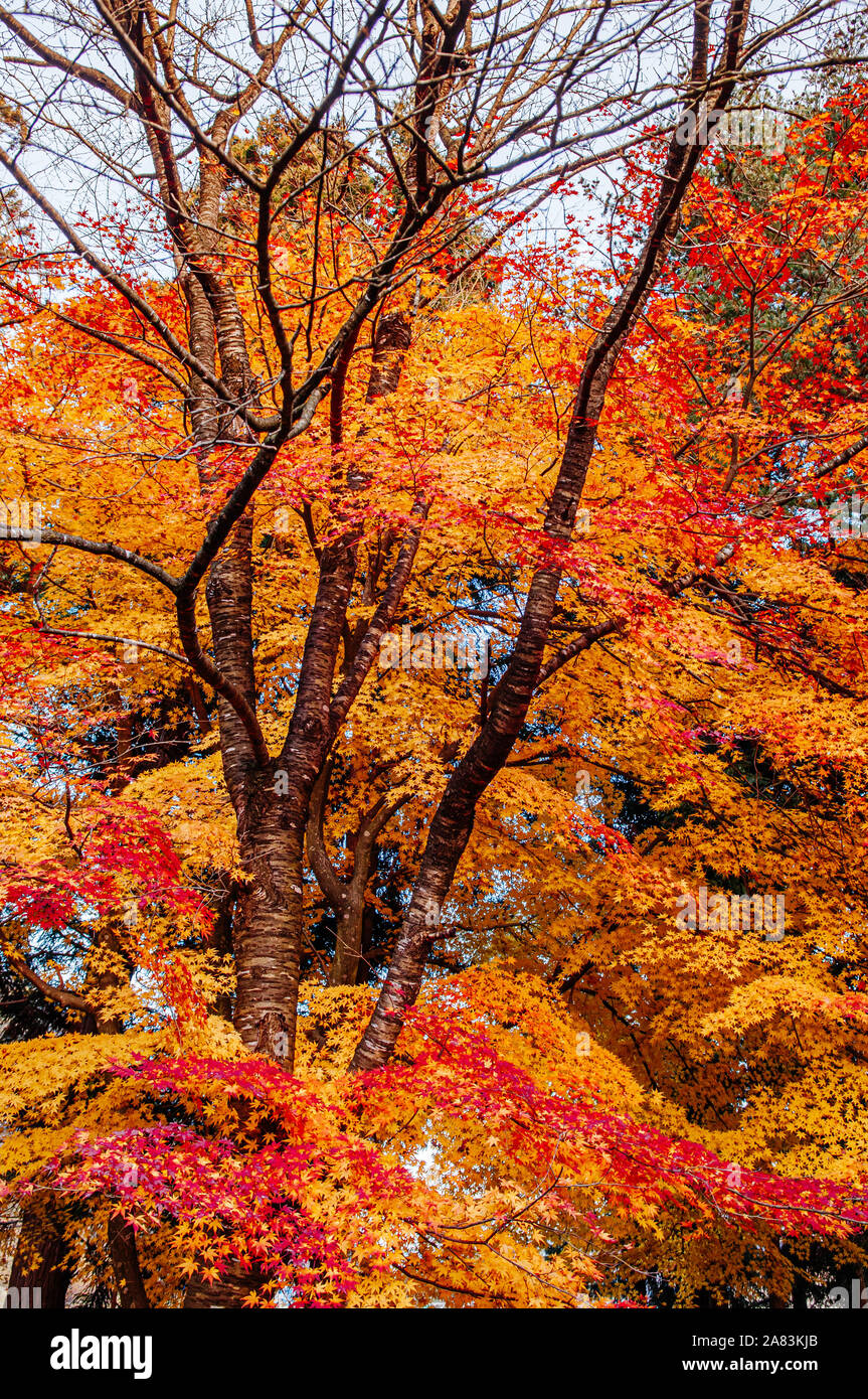Tohoku autumn red leaves hi-res stock photography and images - Alamy