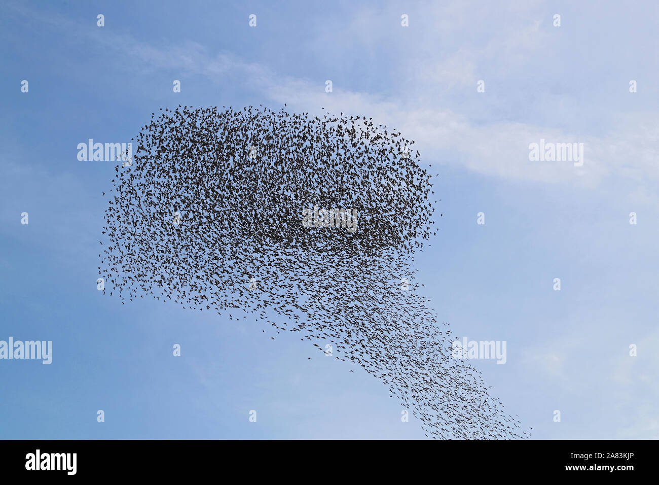 Common starling in autumn flying hi-res stock photography and images ...