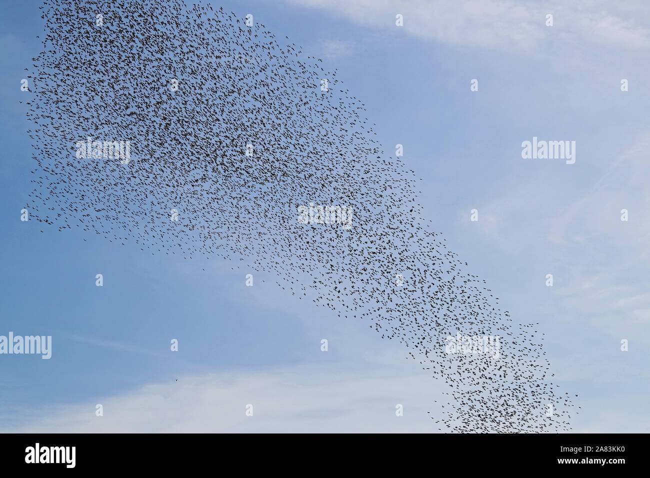 Common starling in autumn flying hi-res stock photography and images ...