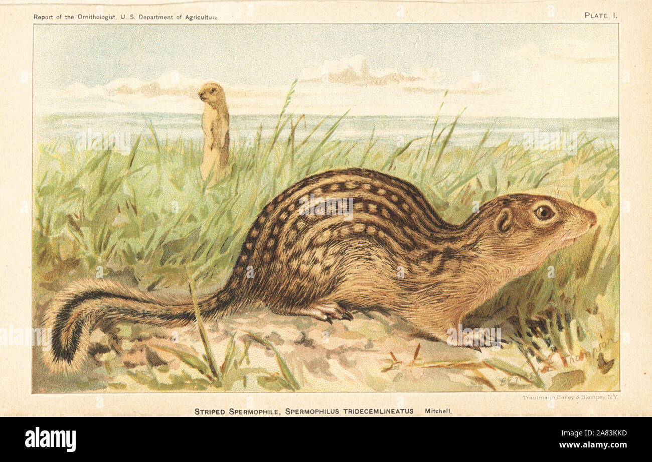 Striped gopher hi-res stock photography and images - Alamy