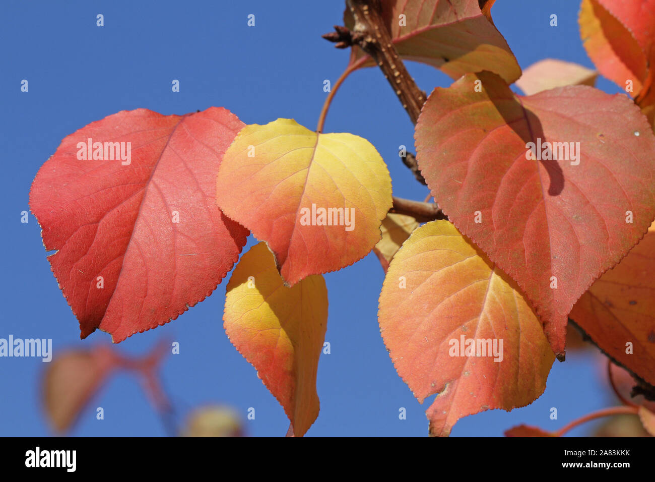 apricot fruit tree leavesin autumn or fall with the sun behind in Italy ...