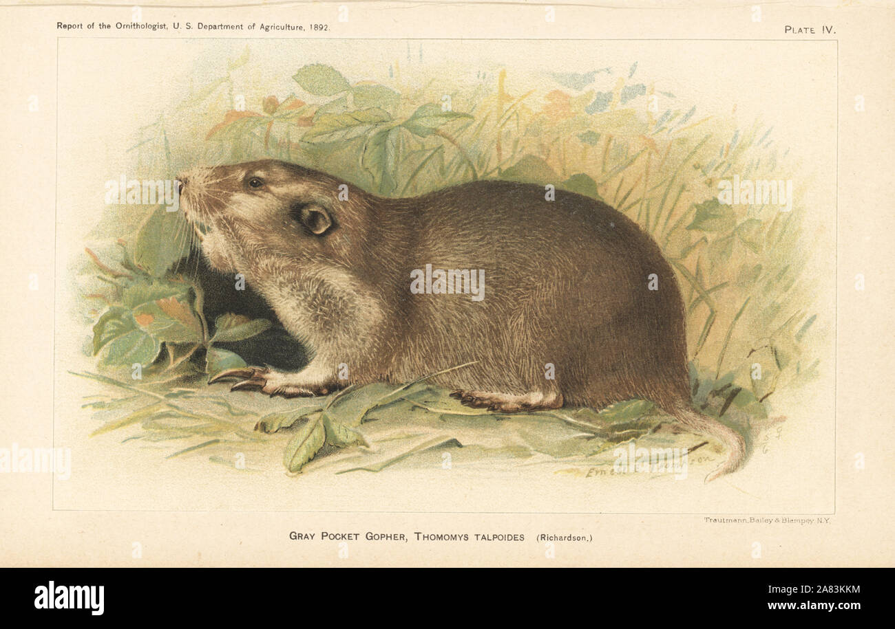 Thomomys talpoides hi-res stock photography and images - Alamy