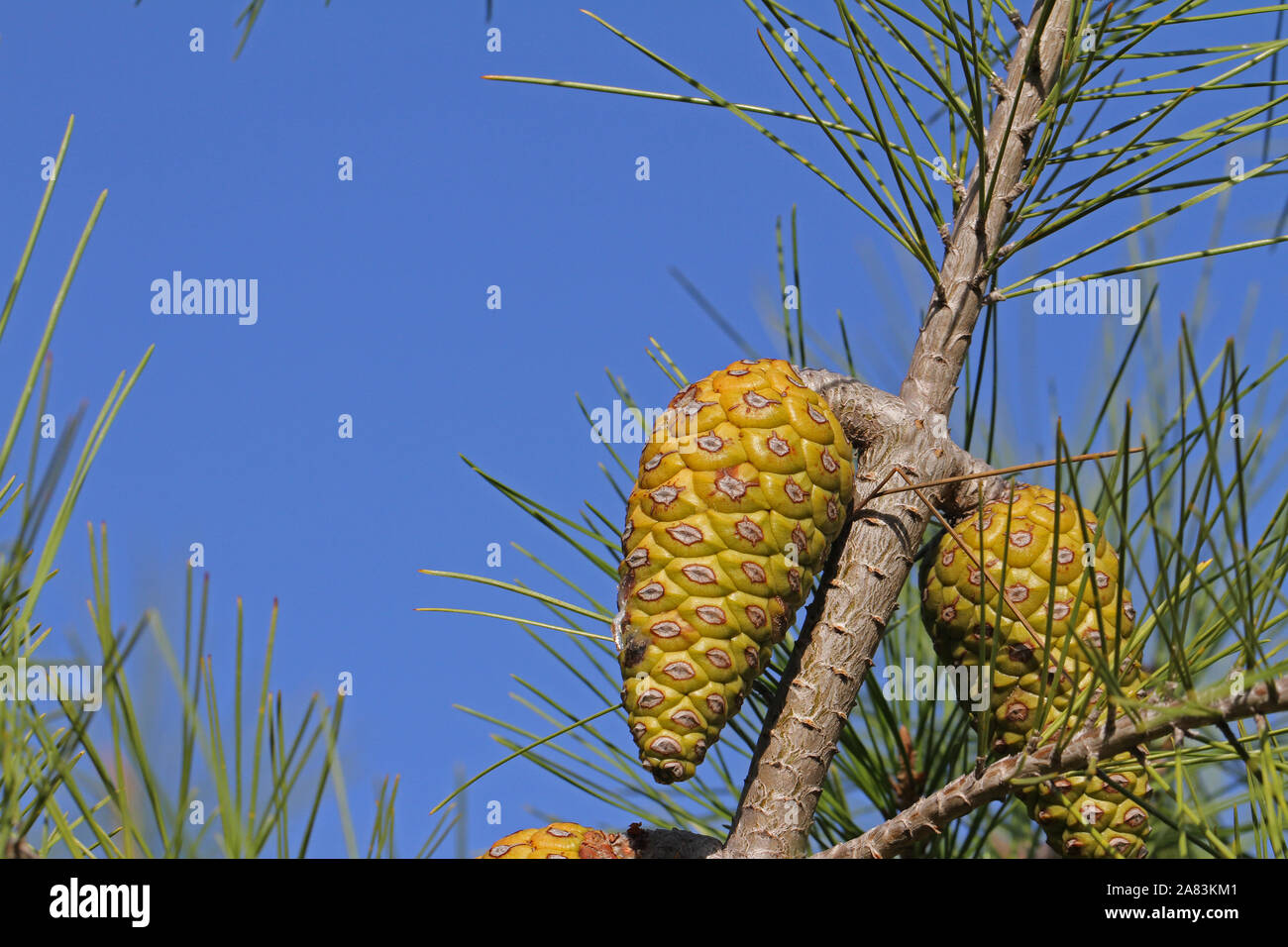 Mediterranean pine tree cone Latin pinus pinea also called the an ...