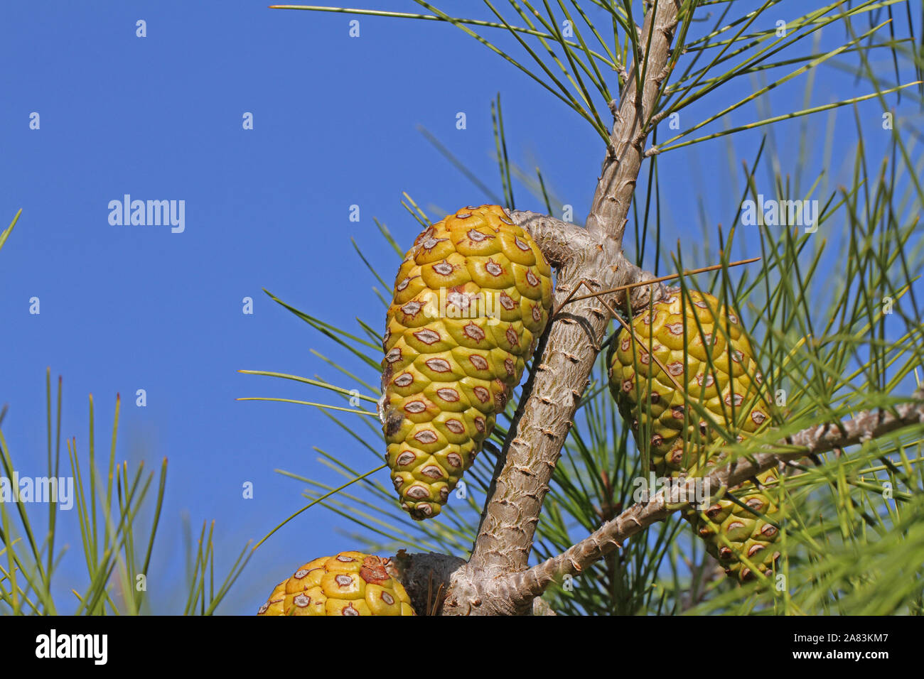 Mediterranean pine tree cone Latin pinus pinea also called the an ...