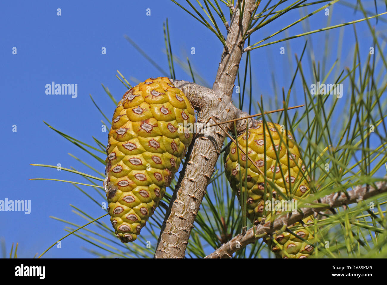 Mediterranean pine tree cone Latin pinus pinea also called the an ...