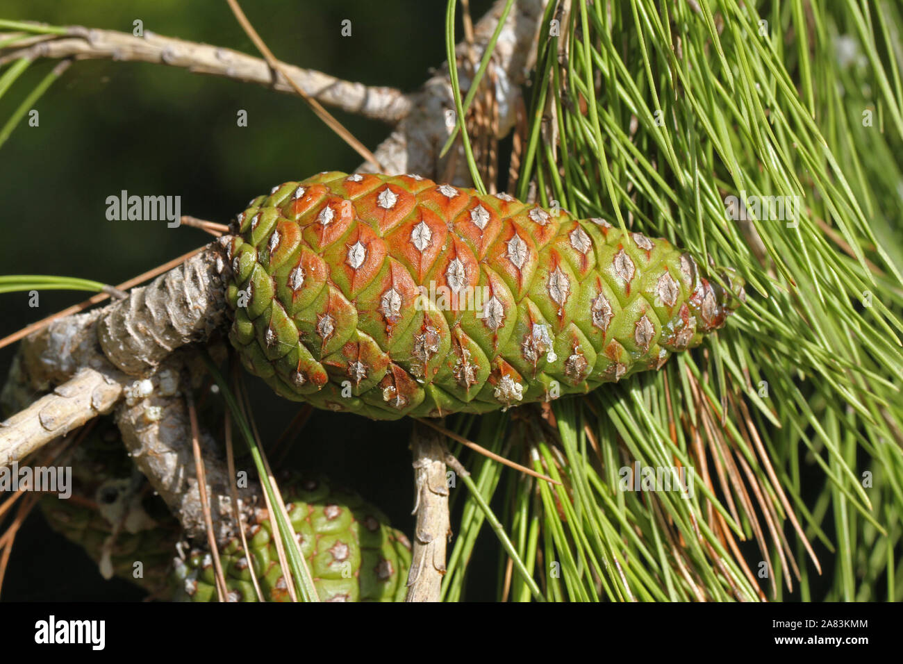 Mediterranean pine tree cone Latin pinus pinea also called the an ...