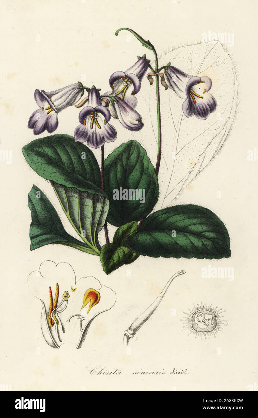 Primulina dryas (Chirita sinensis). Handcoloured lithograph from Louis ...
