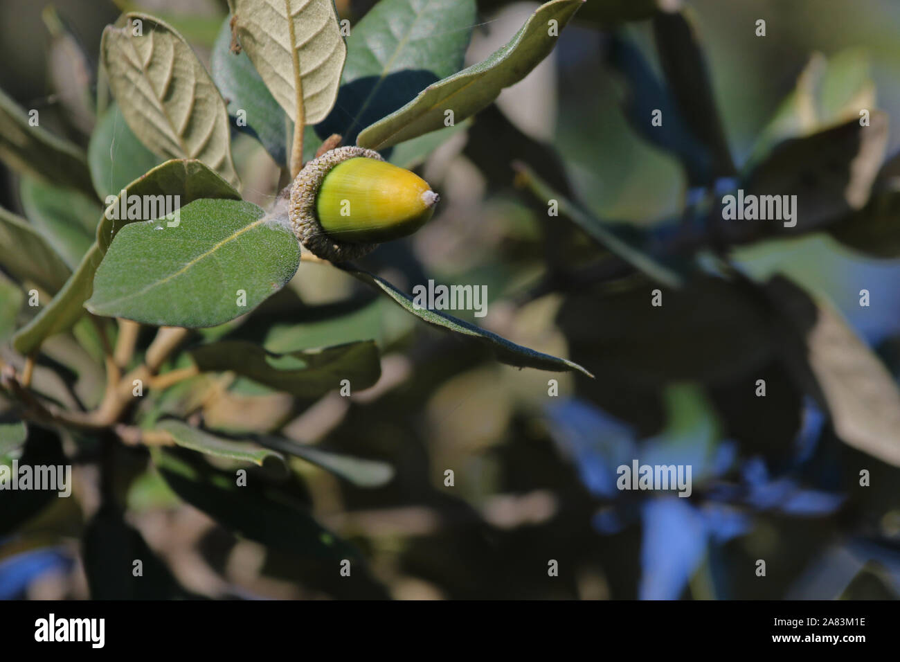 holm oak or holly oak leaf and acorns in Italy Latin quercus ilex its ...