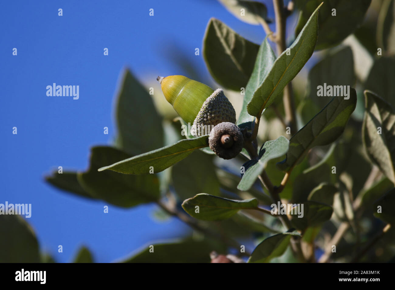 holm oak or holly oak leaf and acorns in Italy Latin quercus ilex its ...