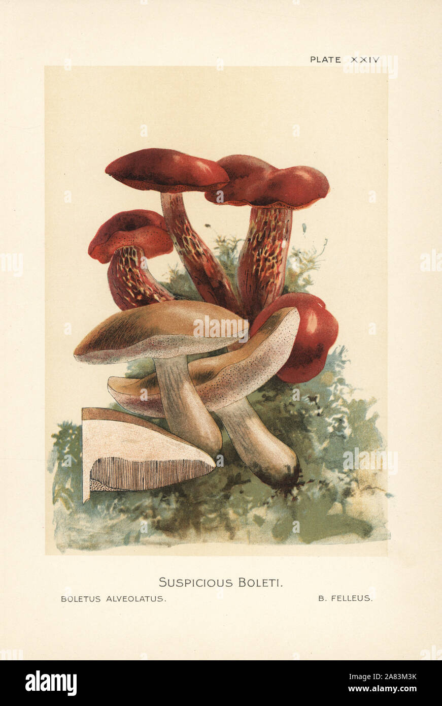 Boletus frostii mushrooms hi-res stock photography and images - Alamy
