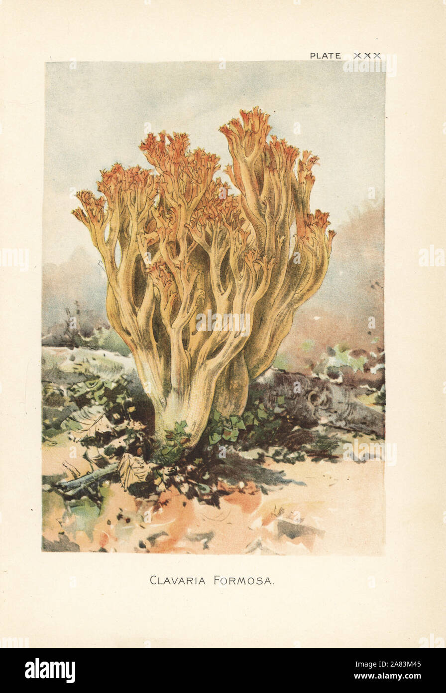 Pink coral fungus or beautiful clavaria, Ramaria formosa (Clavaria ...