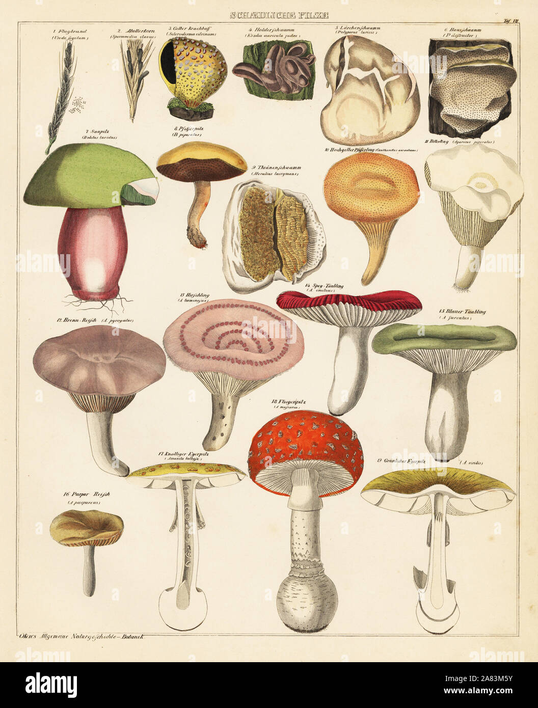 Mushroom and fungi varieties. Including chanterelle, sickener, fly ...