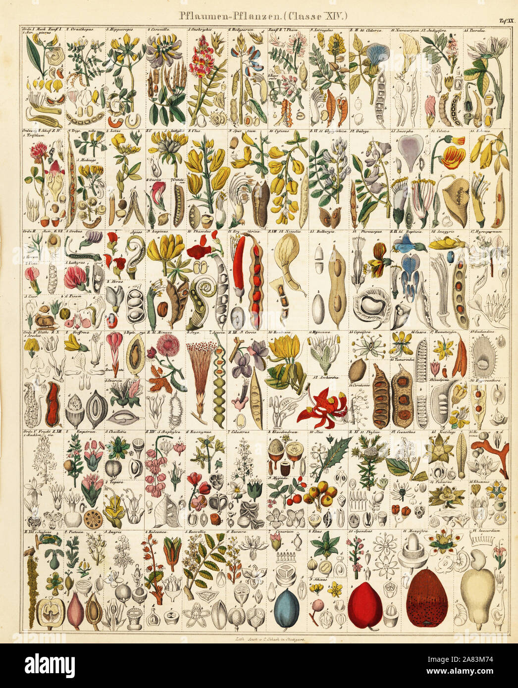 Fruits and seeds including mango, cashew, mombin, canarium nut, pea ...