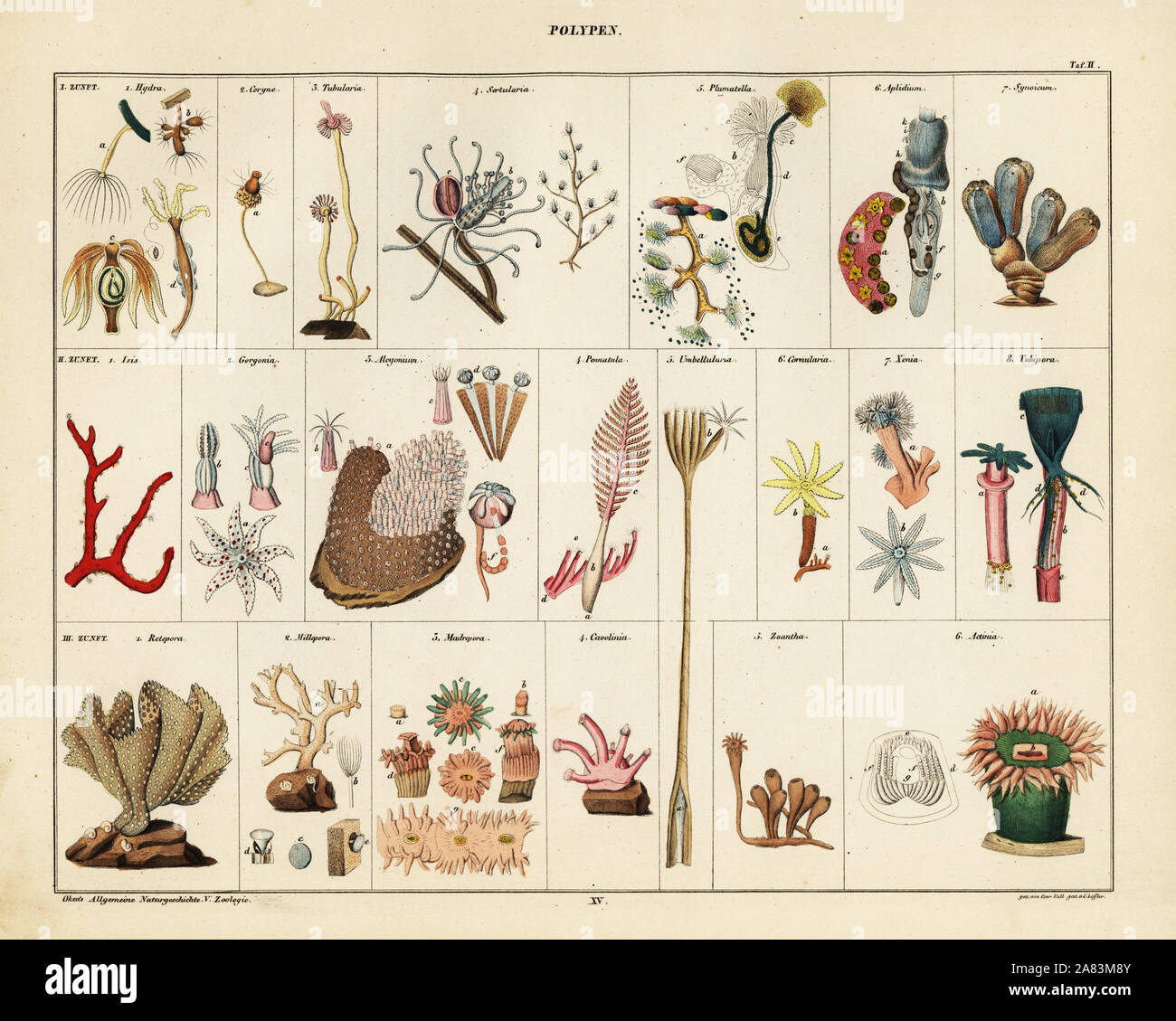 Bryozoans hi-res stock photography and images - Alamy