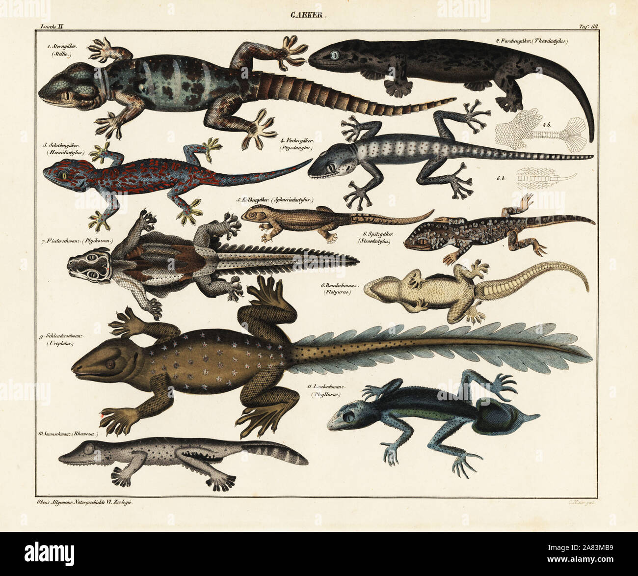 Stellion, Stellagama stellio, turnip-tailed gecko, Thecadactylus ...