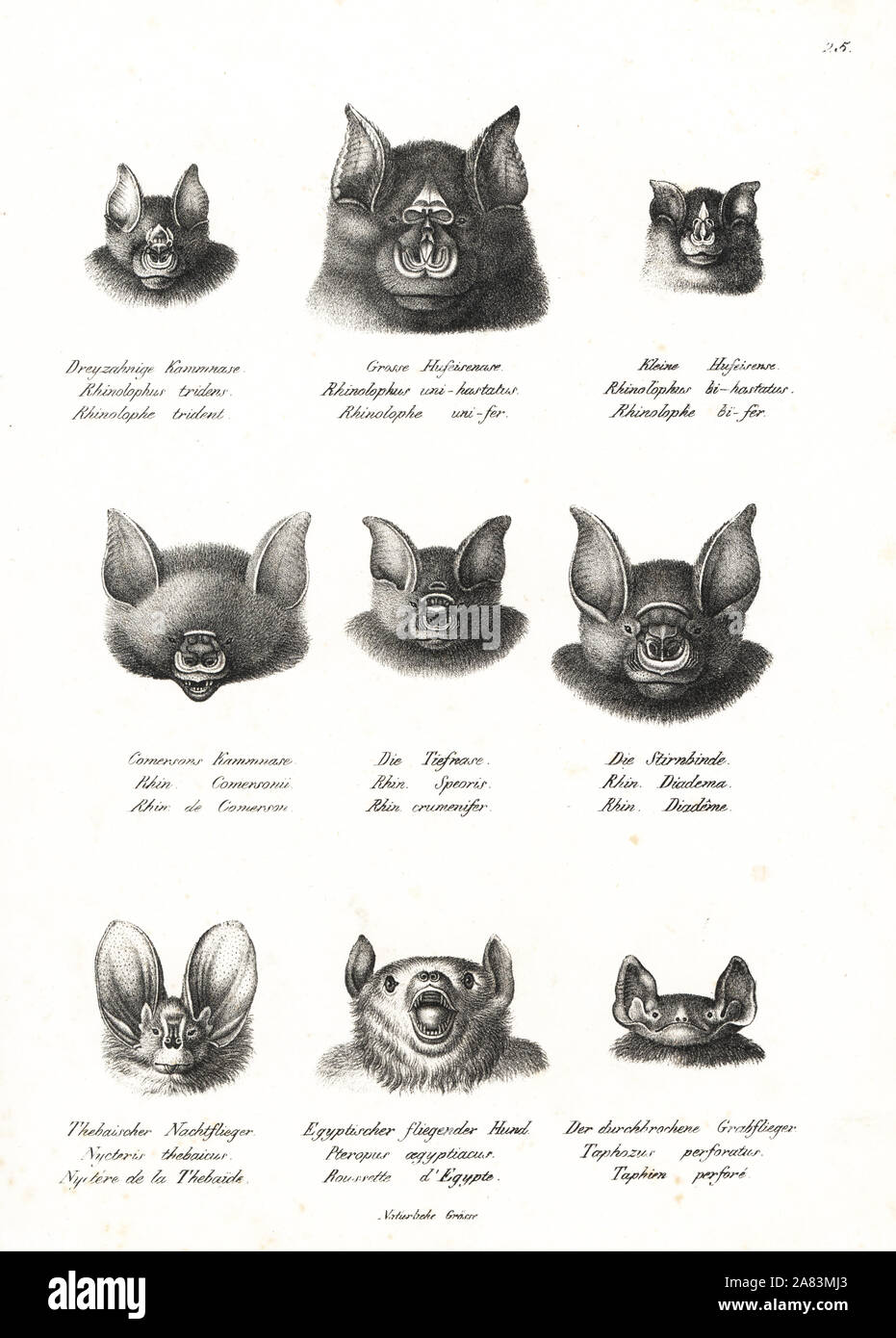 Egyptian Fruit Bat Facts