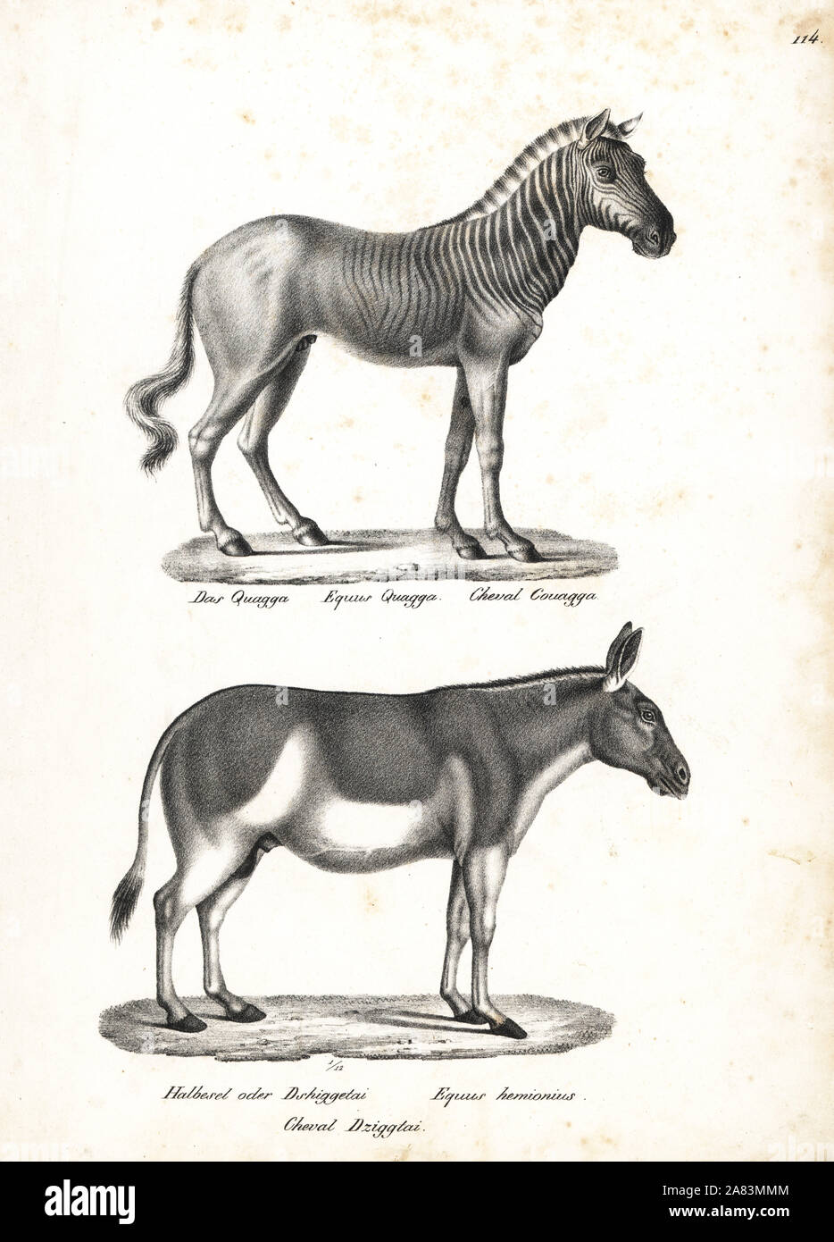Quagga, Equus quagga (extinct) and onager, Equus hemionus (endangered ... Quagga, Equus quagga (extinct) and onager, Equus hemionus (endangered ...