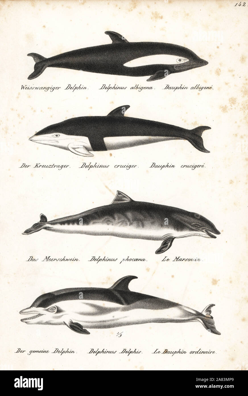 Delphinus cruciger hi-res stock photography and images - Alamy