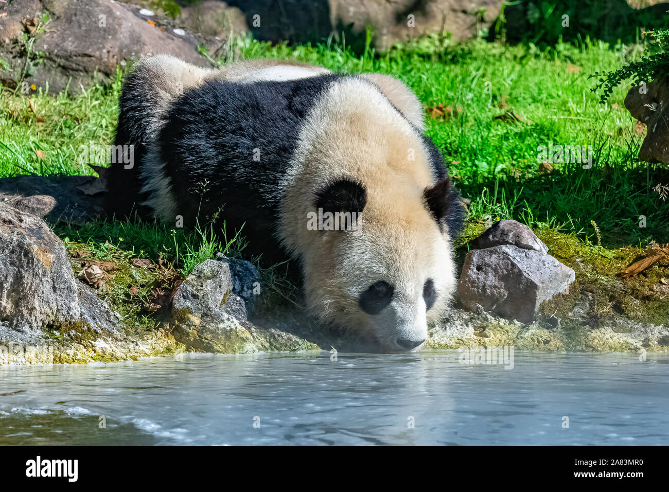 Bear drinking water hi-res stock photography and images - Alamy