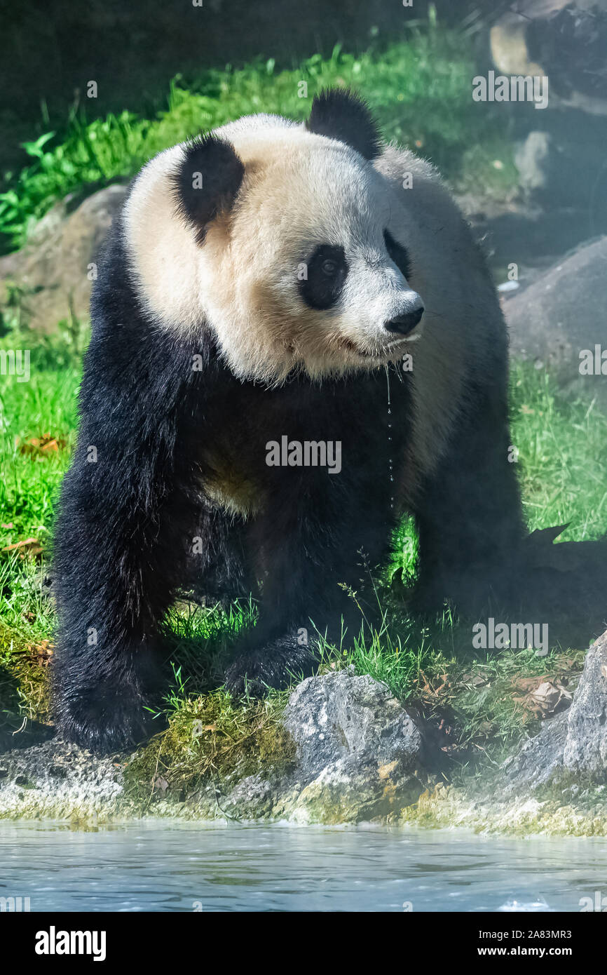 Giant panda drinking water, standing on the grass Stock Photo - Alamy