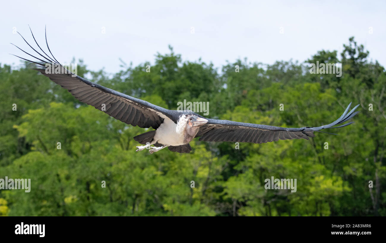 Marabou flying hi-res stock photography and images - Alamy