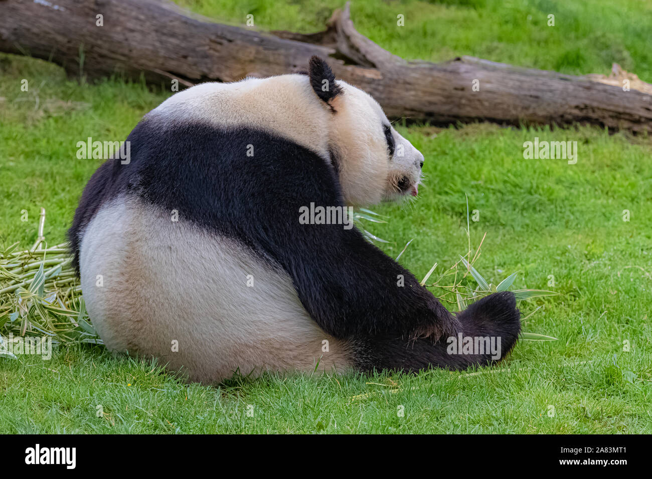 Giant panda, bear panda eating bamboo sitting in the grass, funny face ...