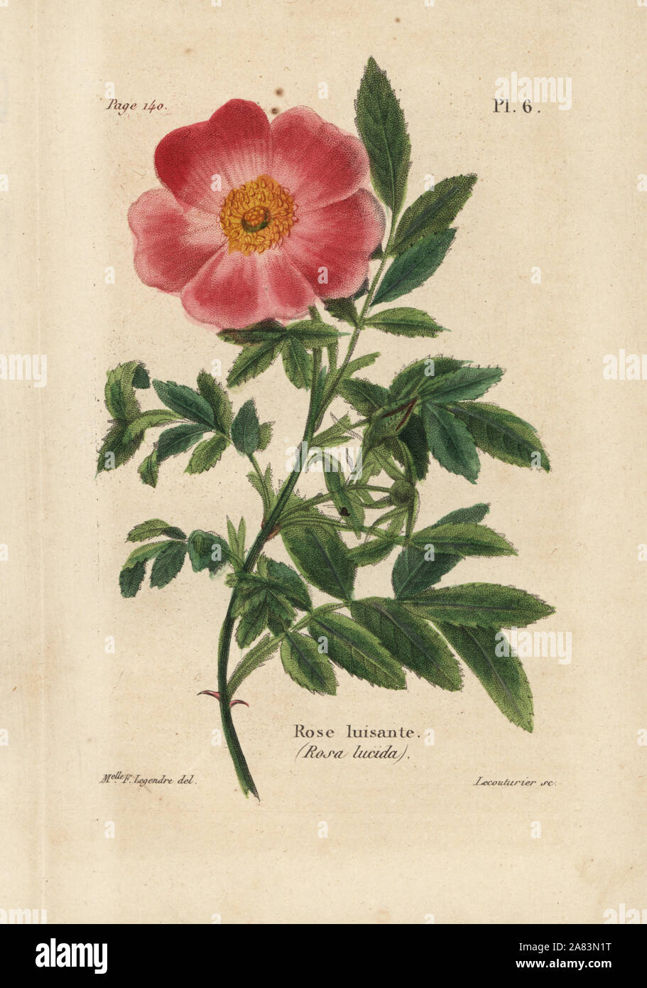 Rose lovers complete manual hi-res stock photography and images - Alamy