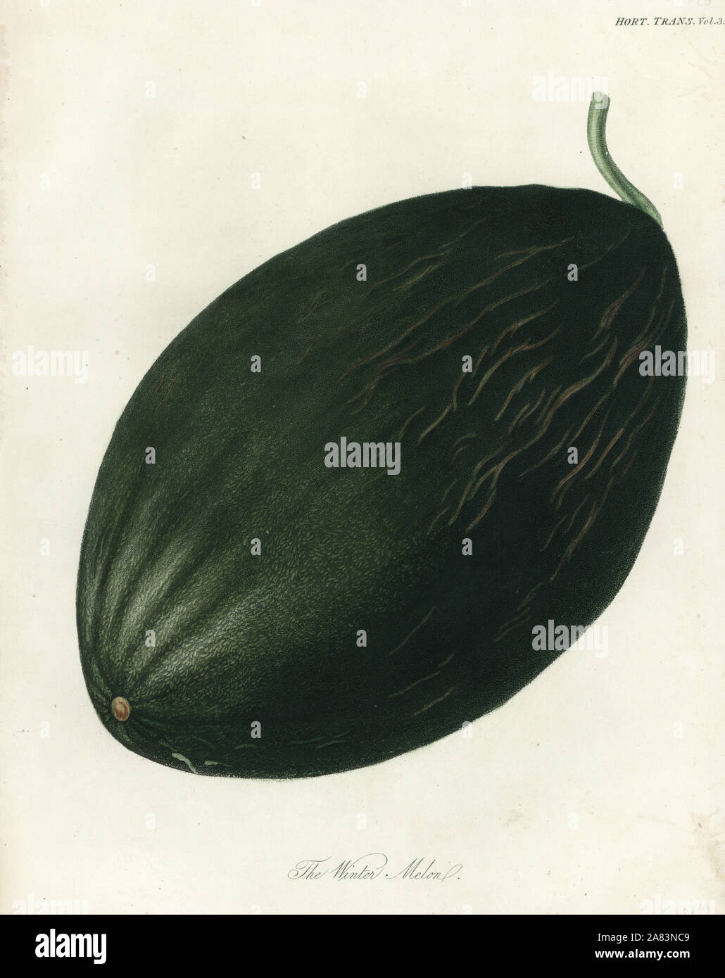 Winter melon or Valencia melon, Cucumis melo, raised in Spain ...